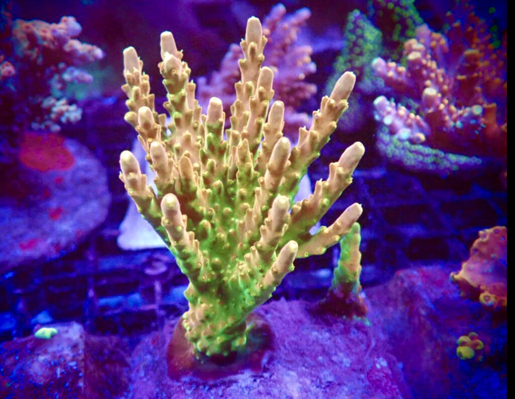 Golden Jawdropper Acropora – Sam's reef